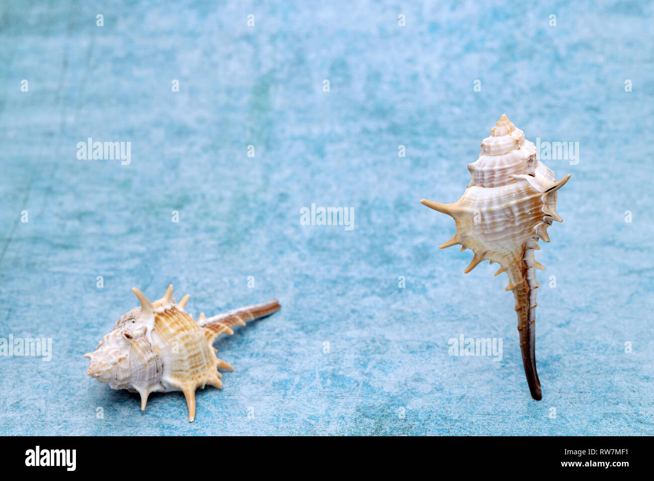 Cone spine hi-res stock photography and images - Alamy