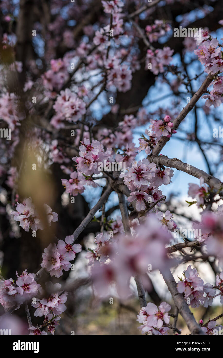 Almond trees blooming - pink - white flowers blue sky green grass in ...