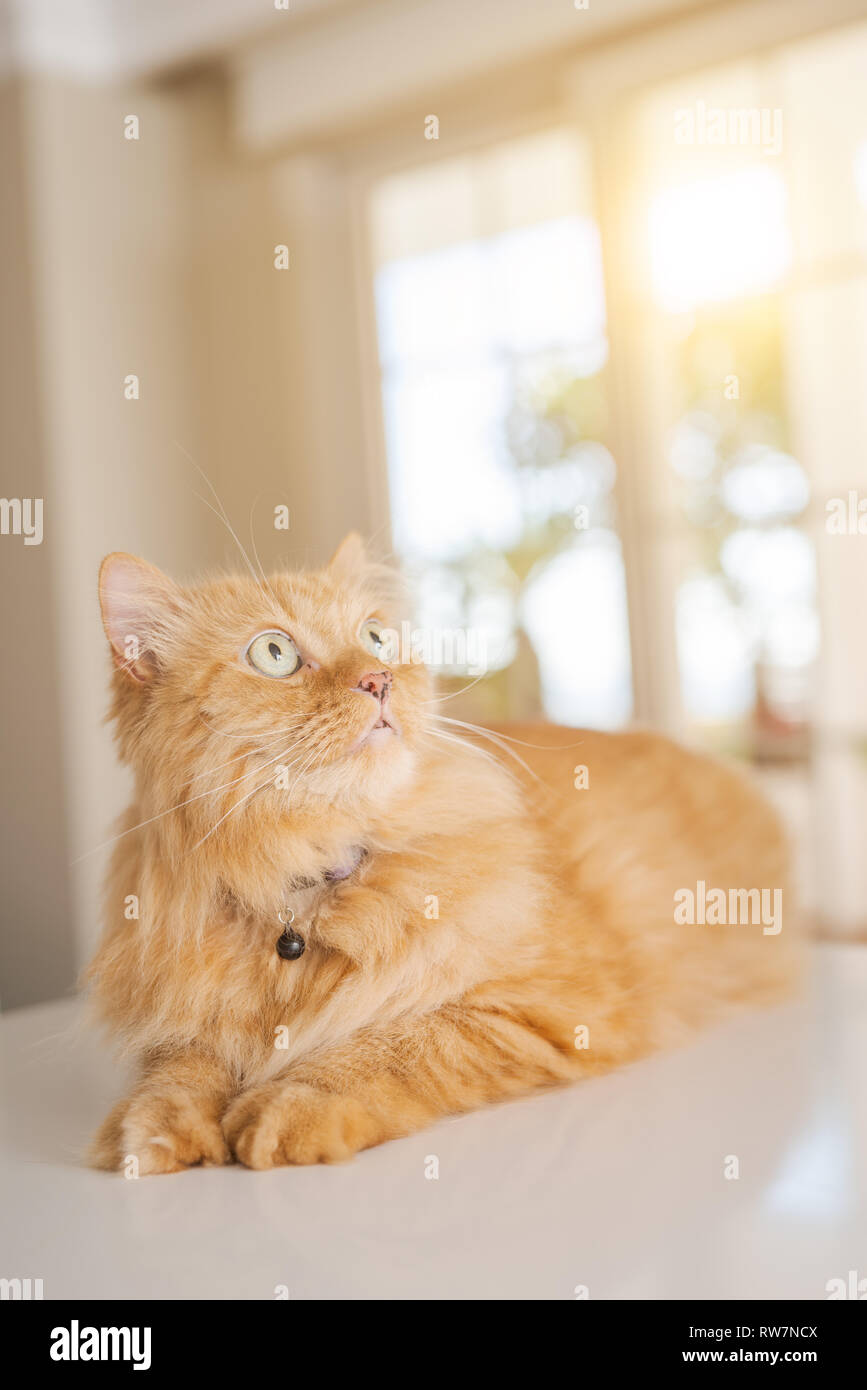 Long Haired Ginger White Cat High Resolution Stock Photography and ...