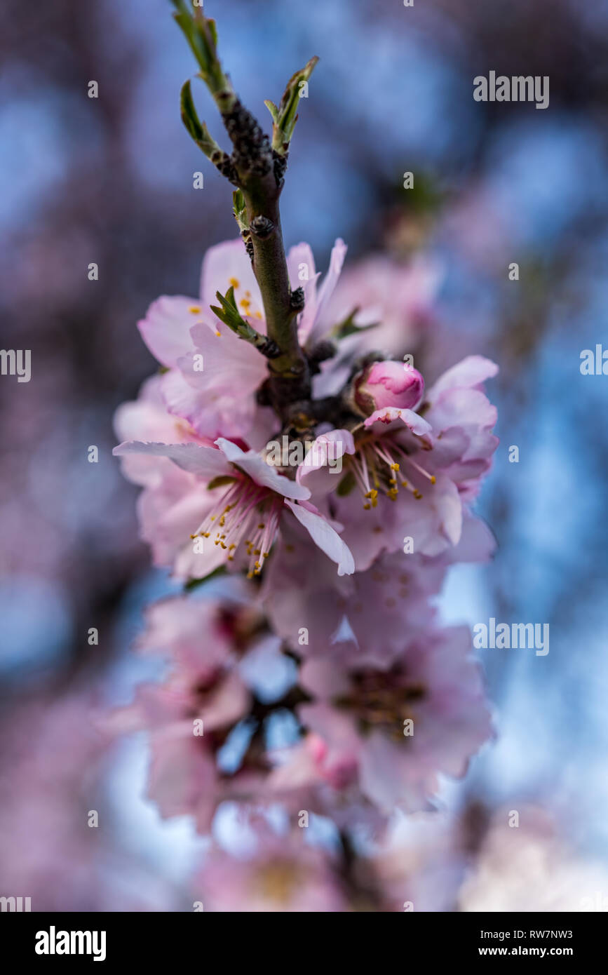 Almond trees blooming - pink - white flowers blue sky green grass in ...