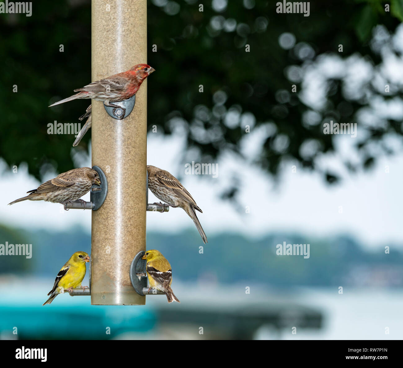 House finch male above hi-res stock photography and images - Alamy