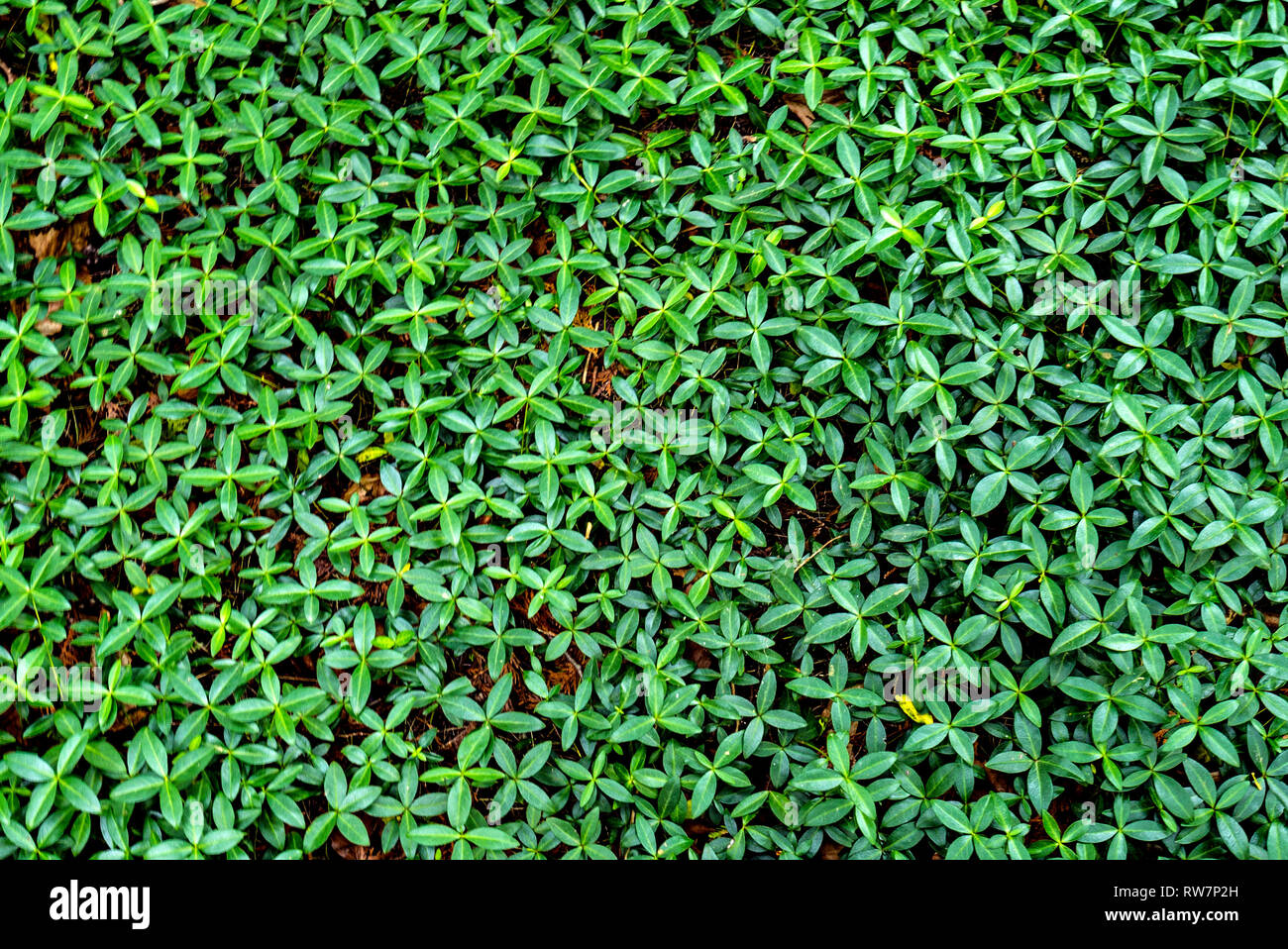 Ground Cover Background Stock Photo - Alamy