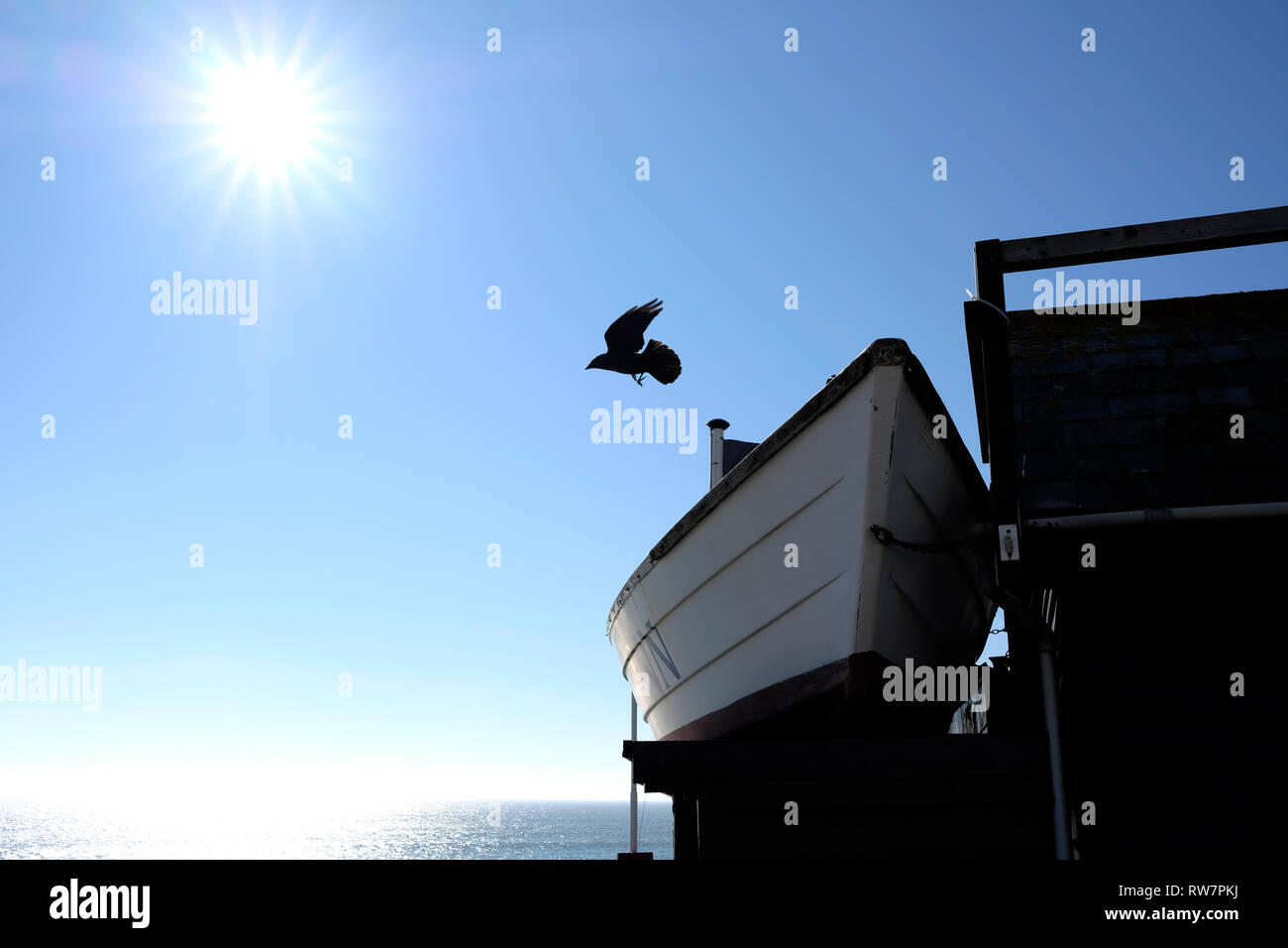 crow bird takes flight from its perch on a wooden boat into bright ...