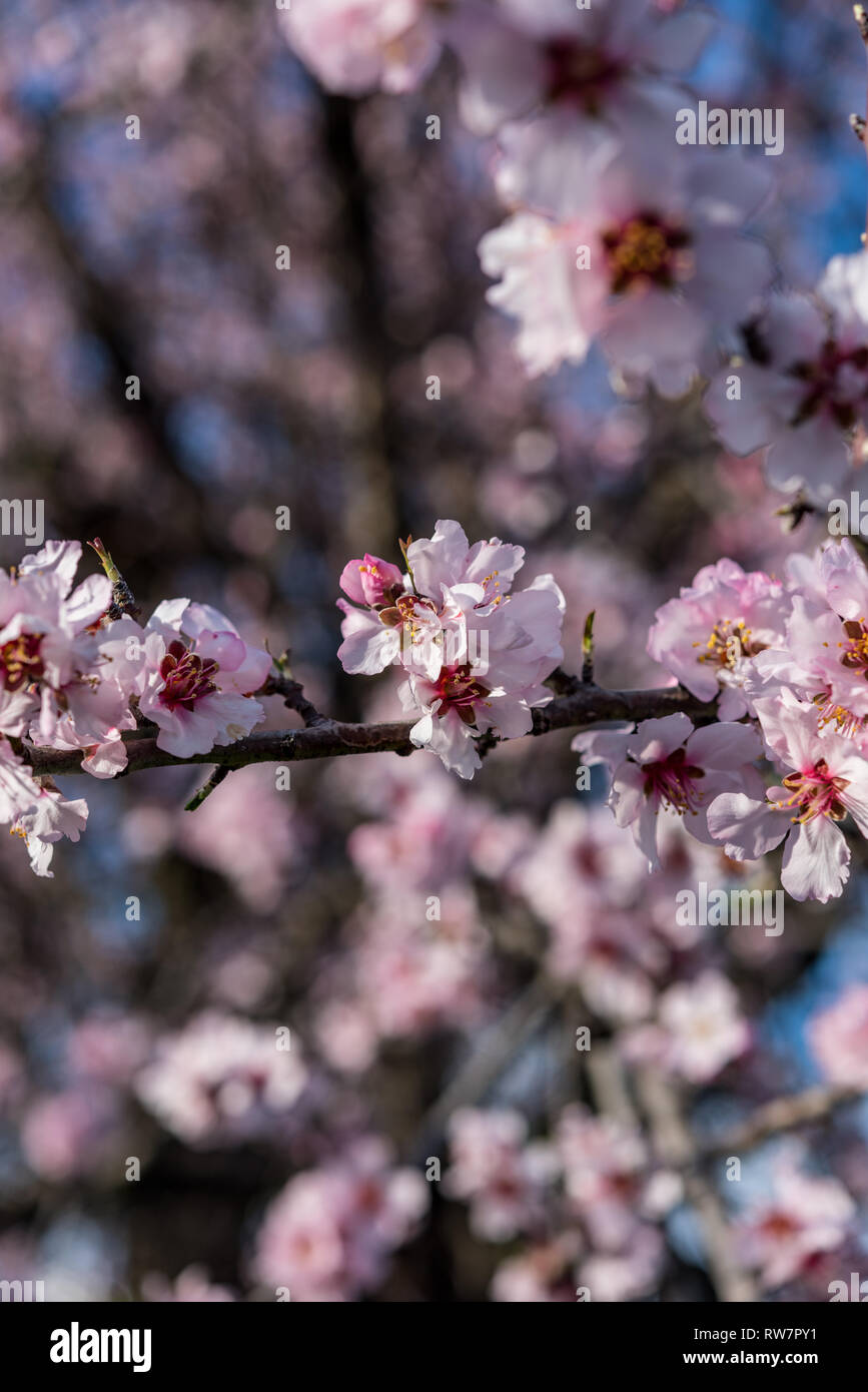 Almond trees blooming - pink - white flowers blue sky green grass in ...