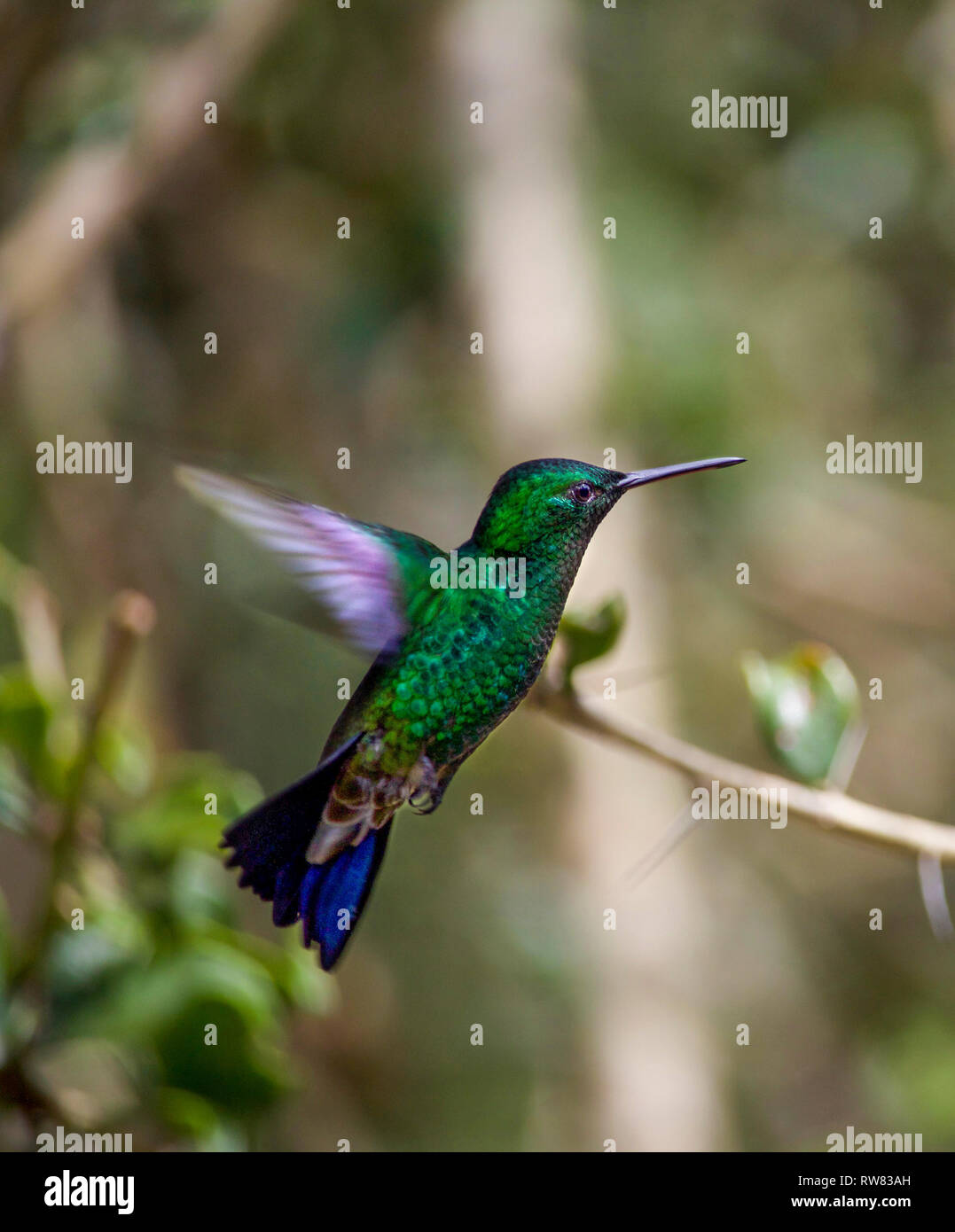 Colombia hummingbird hi-res stock photography and images - Alamy