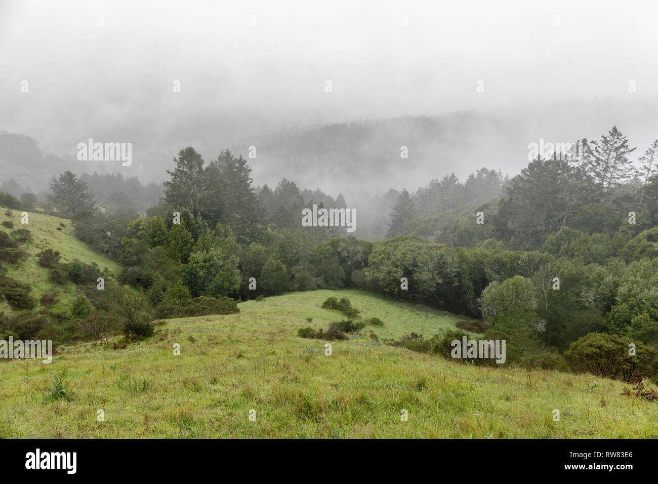 Foggy views of Pine trees and rolling hills from Sun Trail in Mill ...