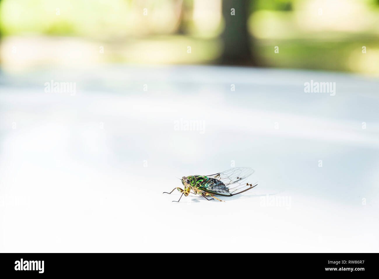 Small green cicada (Cicadoidea) sits on a white surface, surrounded by ...
