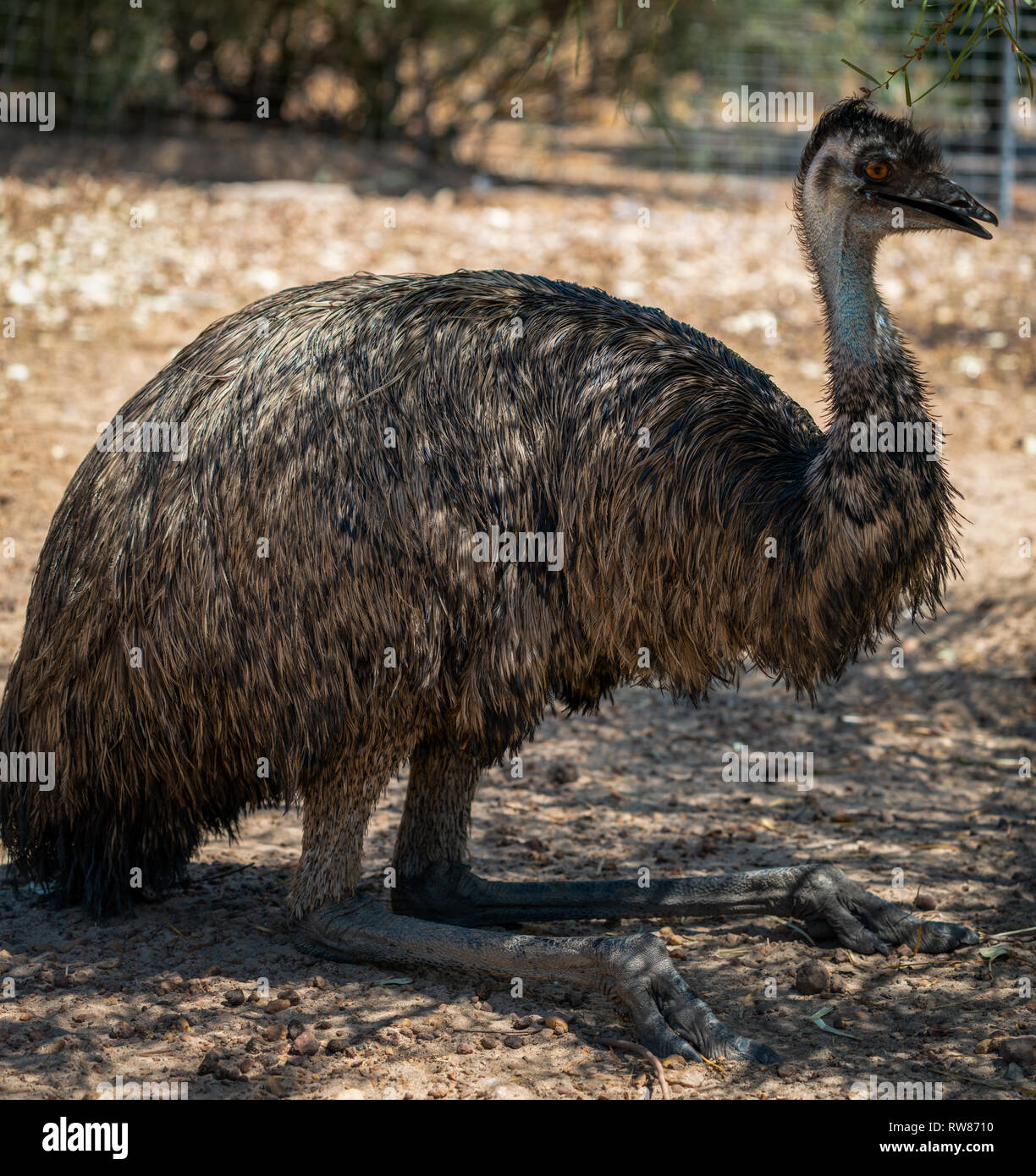 Emu legs hi-res stock photography and images - Alamy