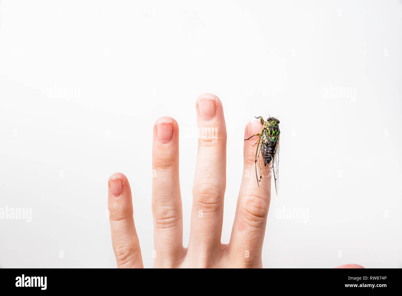 View of someone's hand with a green cicada (Cicadoidea) in front of a ...