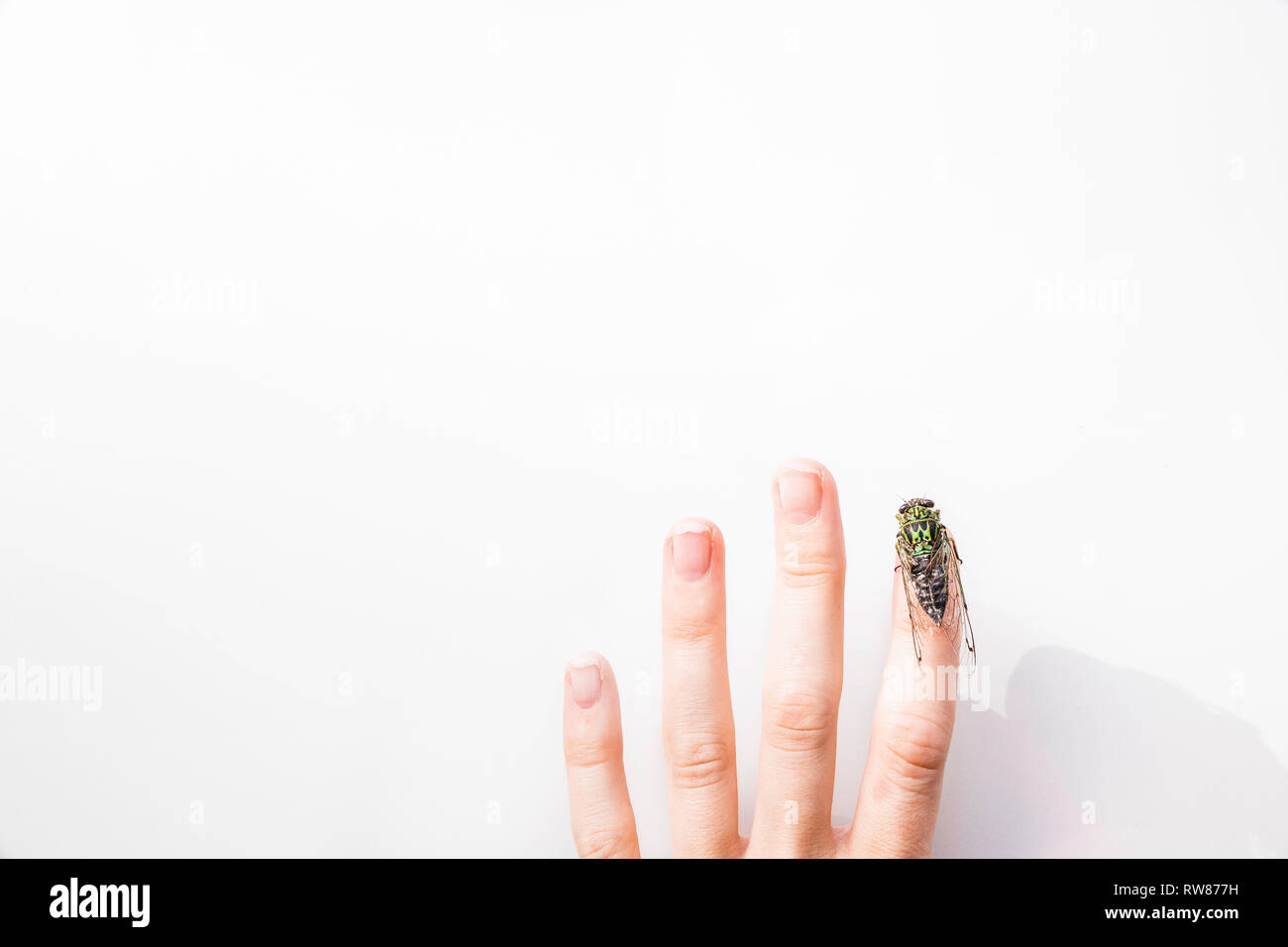 Green cicada (Cicadoidea) on a human hand in front of white background ...