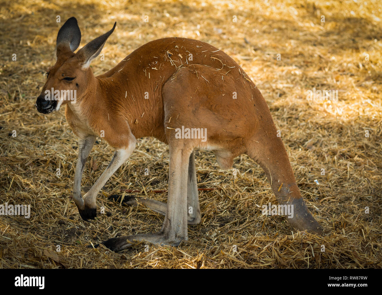 Red kangaroo boxing hi-res stock photography and images - Alamy