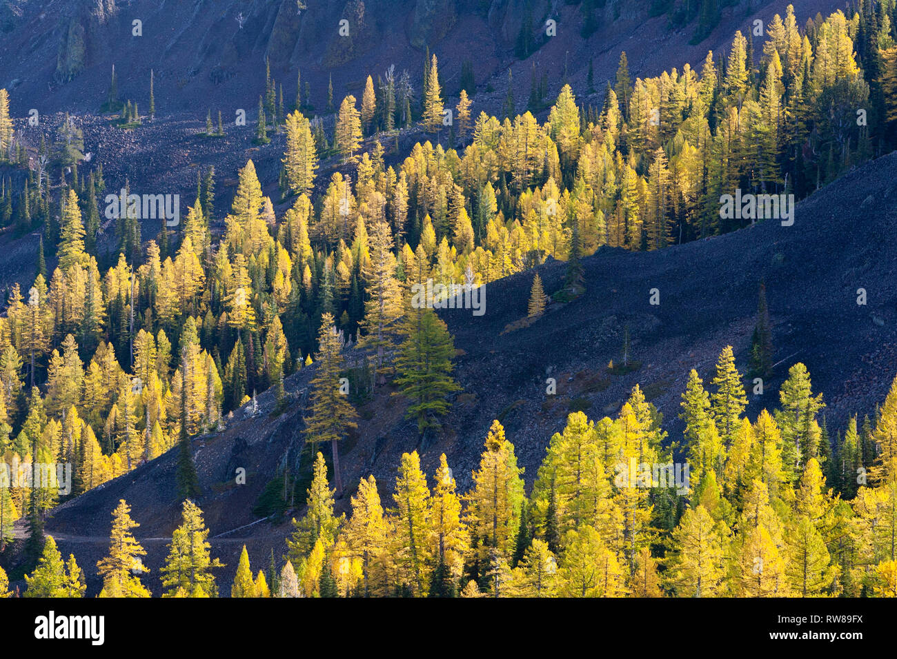 Majestic and numerous western larch, (Larix occidentalis) changing ...