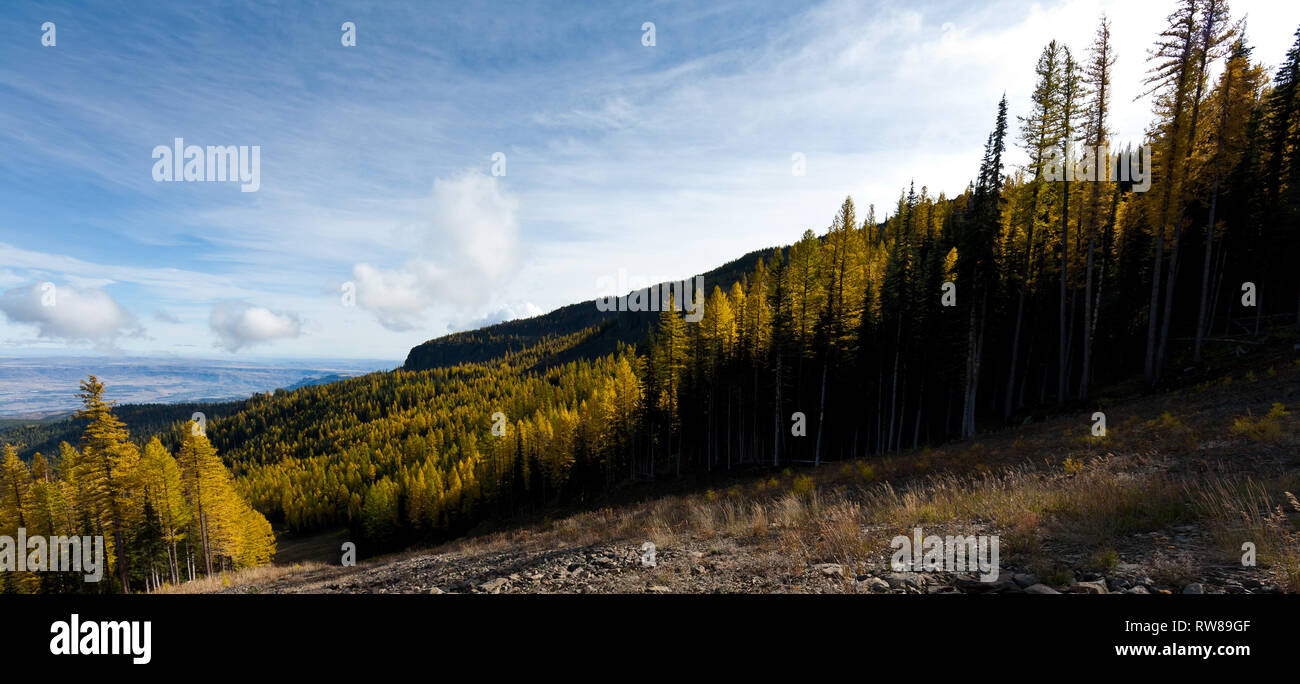 Majestic and numerous western larch, (Larix occidentalis) changing ...