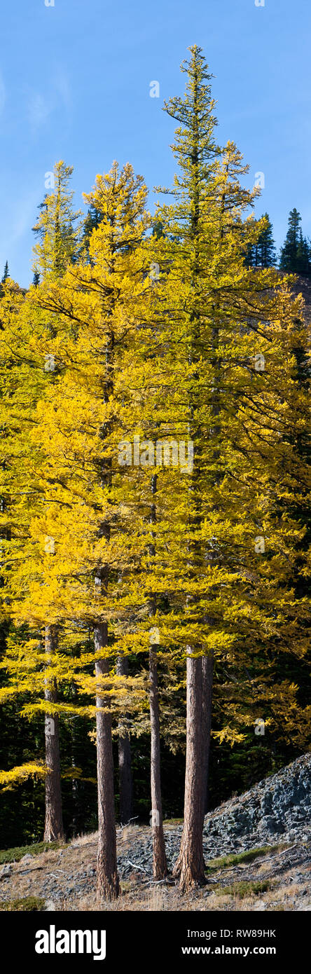 Majestic and numerous western larch, (Larix occidentalis) changing ...