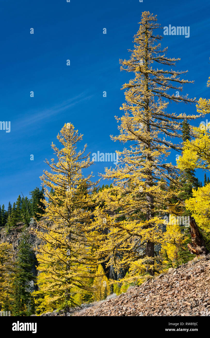 Majestic and numerous western larch, (Larix occidentalis) changing ...