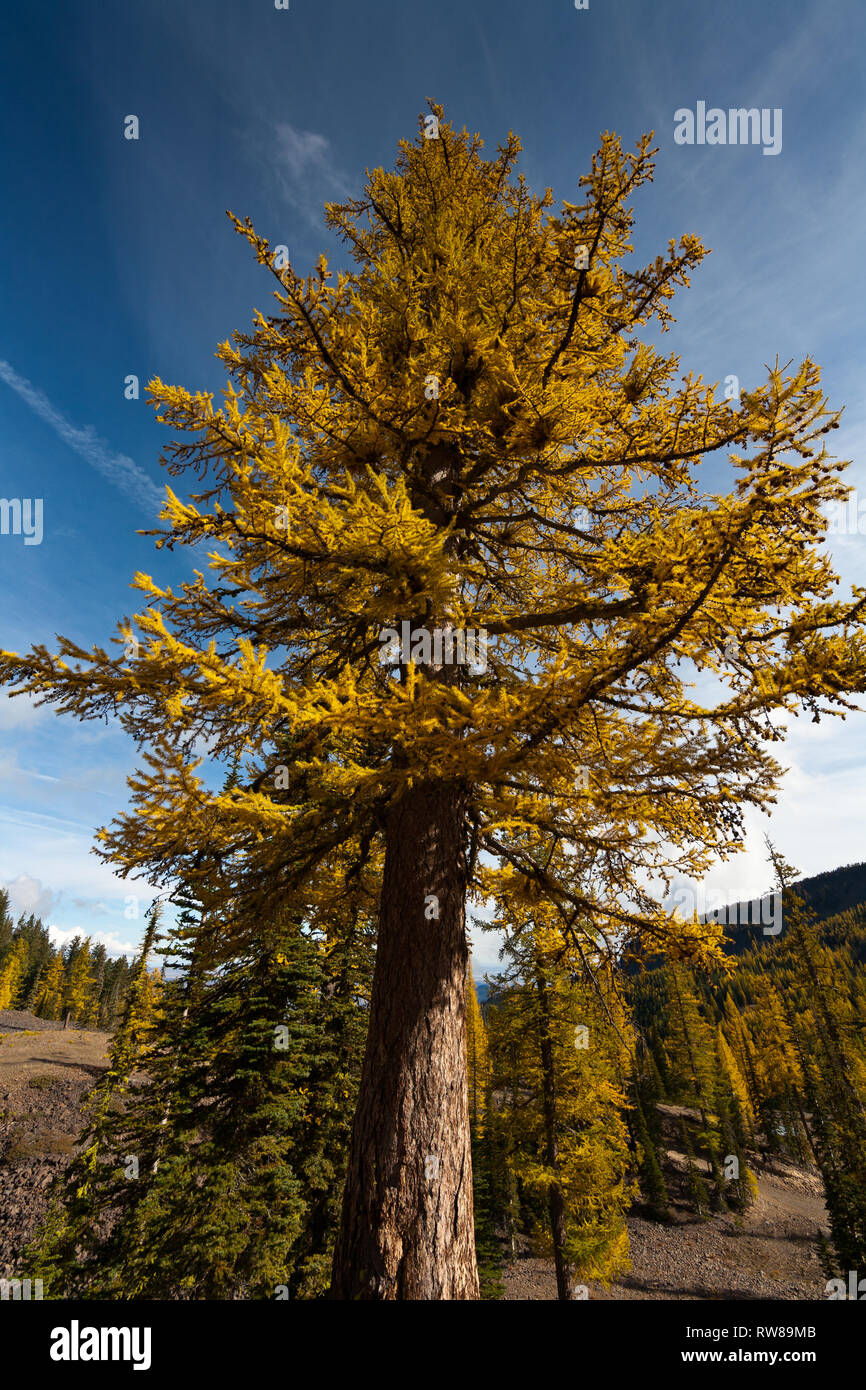Majestic and numerous western larch, (Larix occidentalis) changing ...