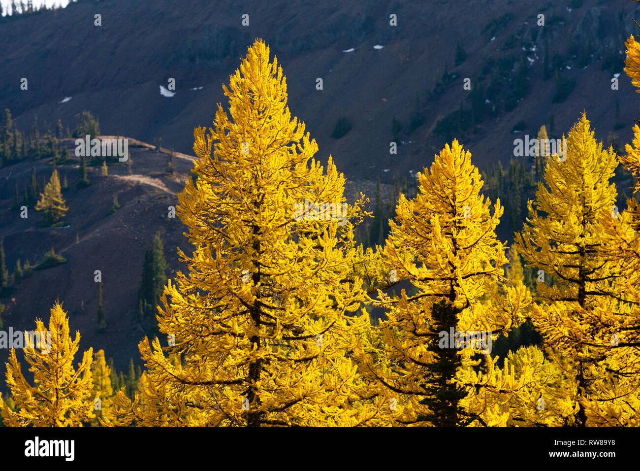 Majestic and numerous western larch, (Larix occidentalis) changing ...