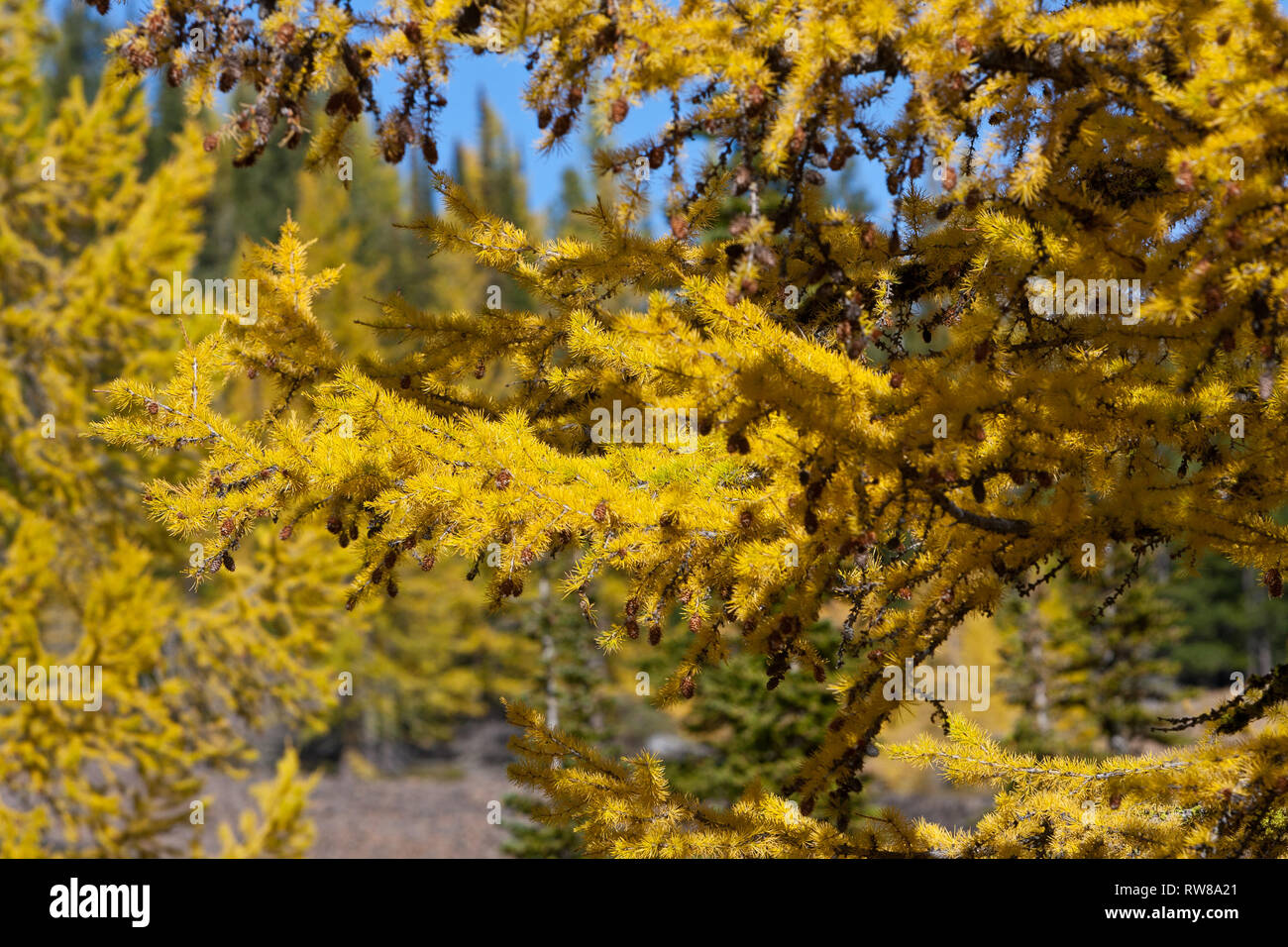 Majestic and numerous western larch, (Larix occidentalis) changing ...