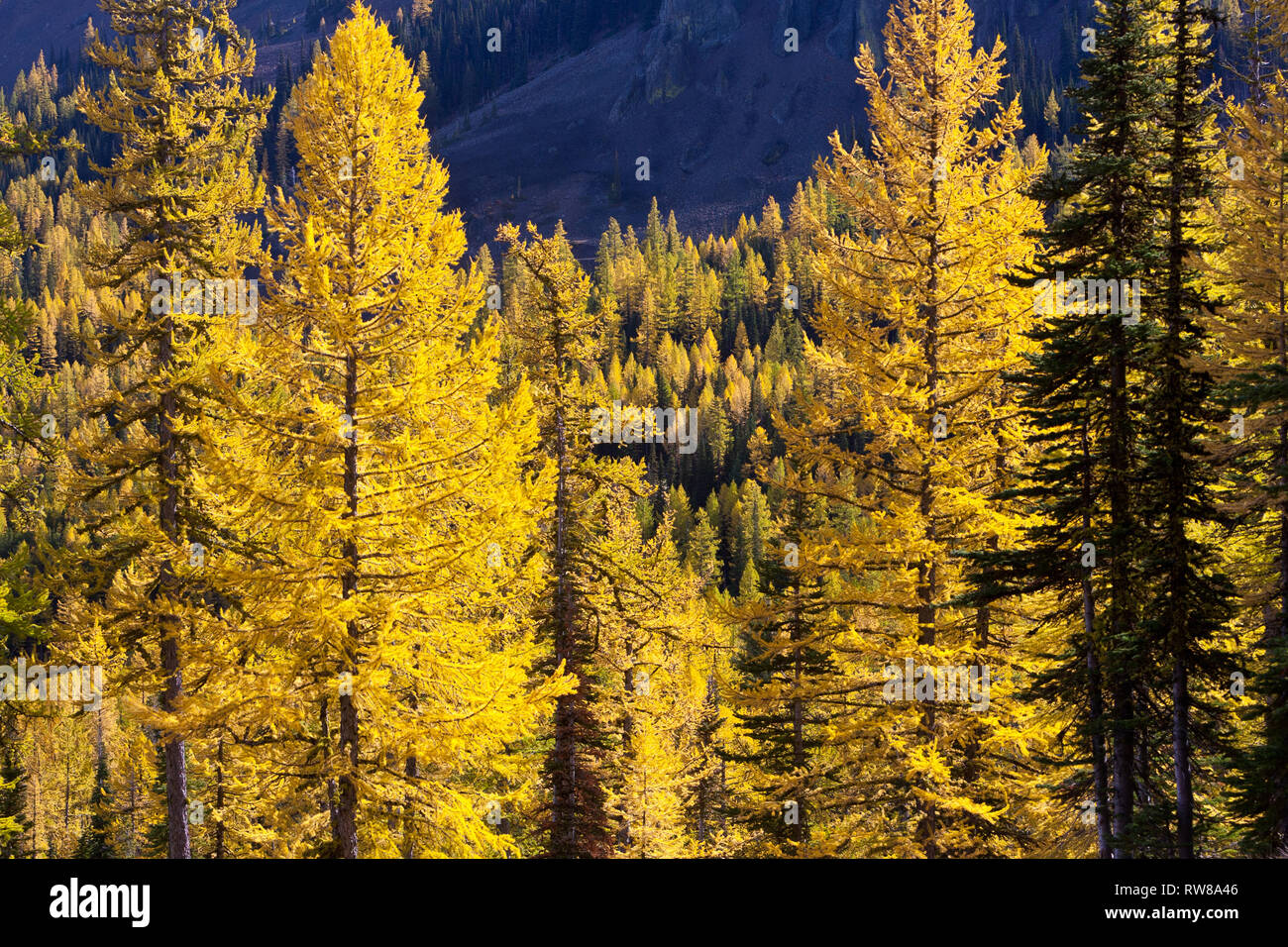 Majestic and numerous western larch, (Larix occidentalis) changing ...