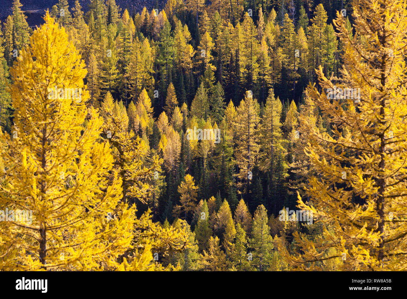 Majestic and numerous western larch, (Larix occidentalis) changing ...