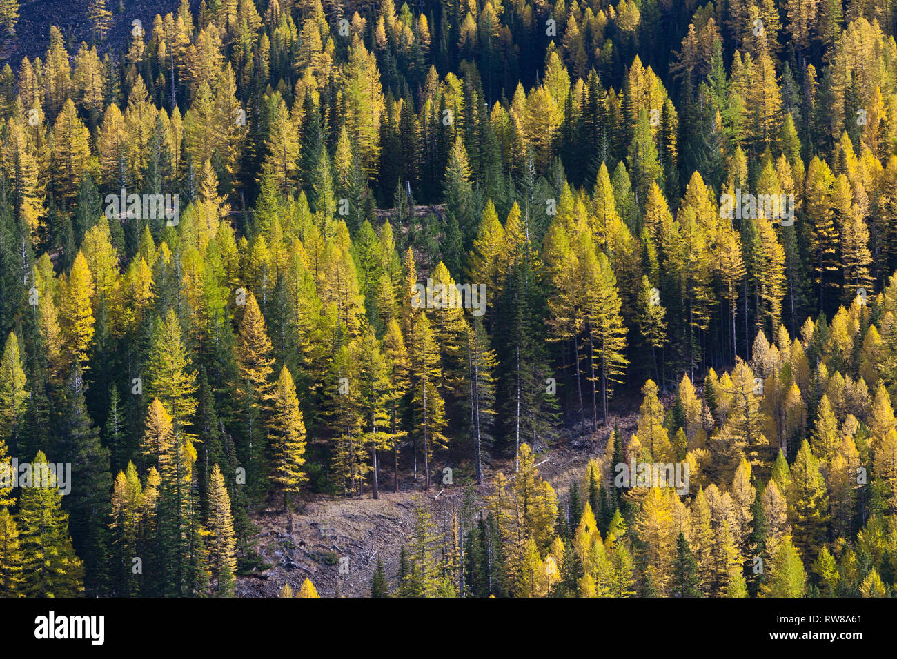 Majestic and numerous western larch, (Larix occidentalis) changing ...
