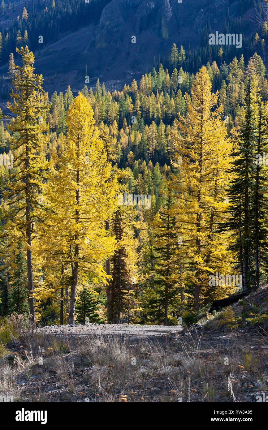 Majestic and numerous western larch, (Larix occidentalis) changing ...