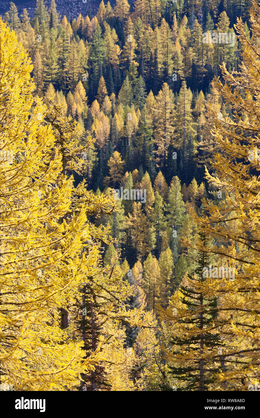 Majestic and numerous western larch, (Larix occidentalis) changing ...