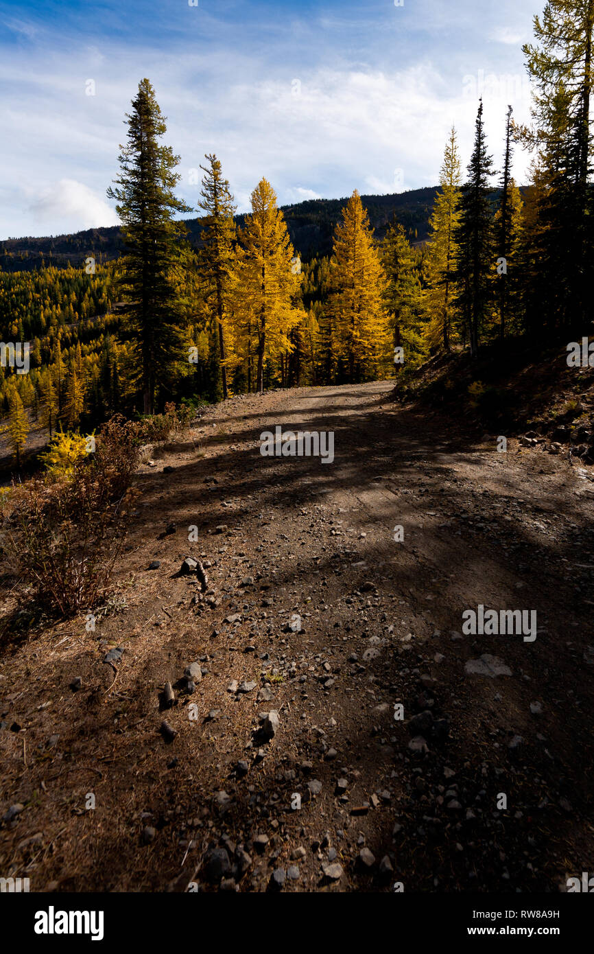 Majestic and numerous western larch, (Larix occidentalis) changing ...