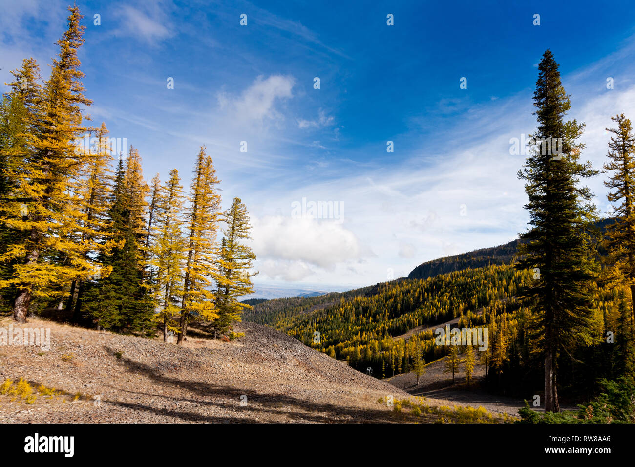 Majestic and numerous western larch, (Larix occidentalis) changing ...