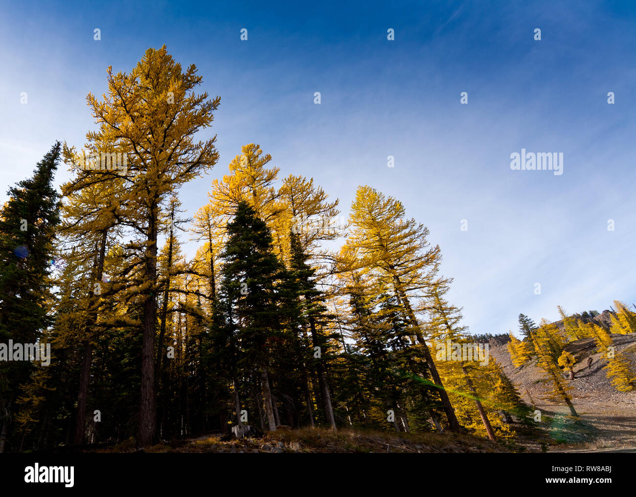 Majestic and numerous western larch, (Larix occidentalis) changing ...