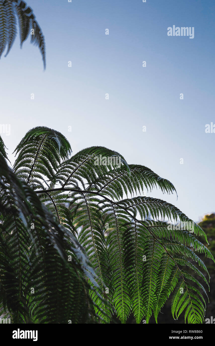 Bright green NZ fern leaf in front of bright blue sky Stock Photo - Alamy