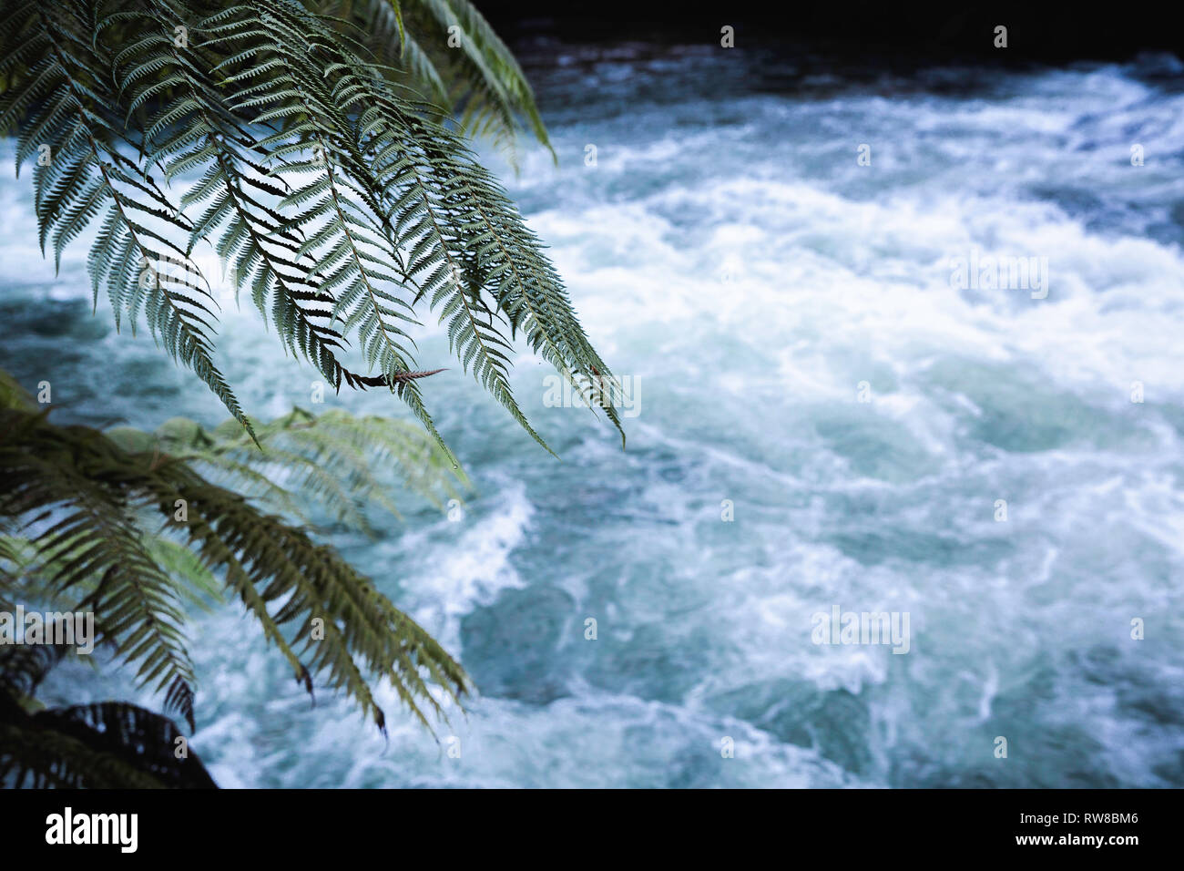 Fast flowing bright blue river flows in background of fern tree, NZ ...