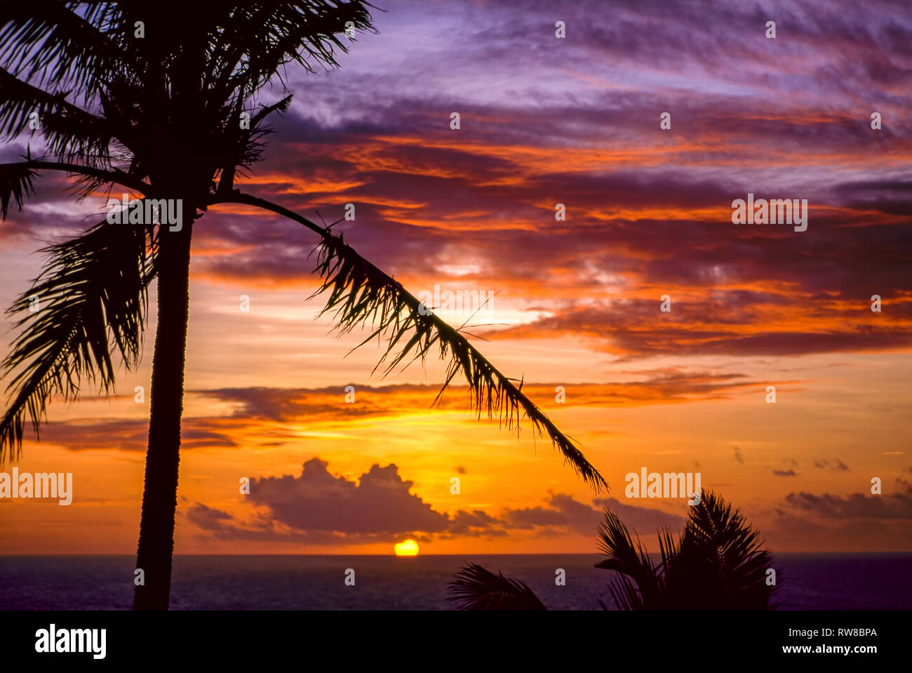 Nassau sunset and palm trees, New Providence, Bahamas Stock Photo - Alamy