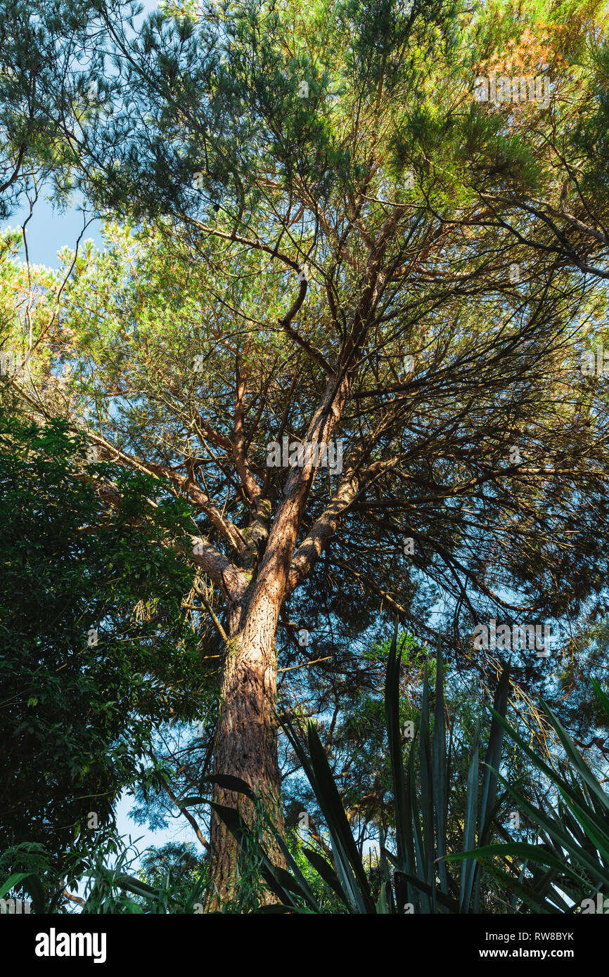 Ground view tree tops hi-res stock photography and images - Alamy