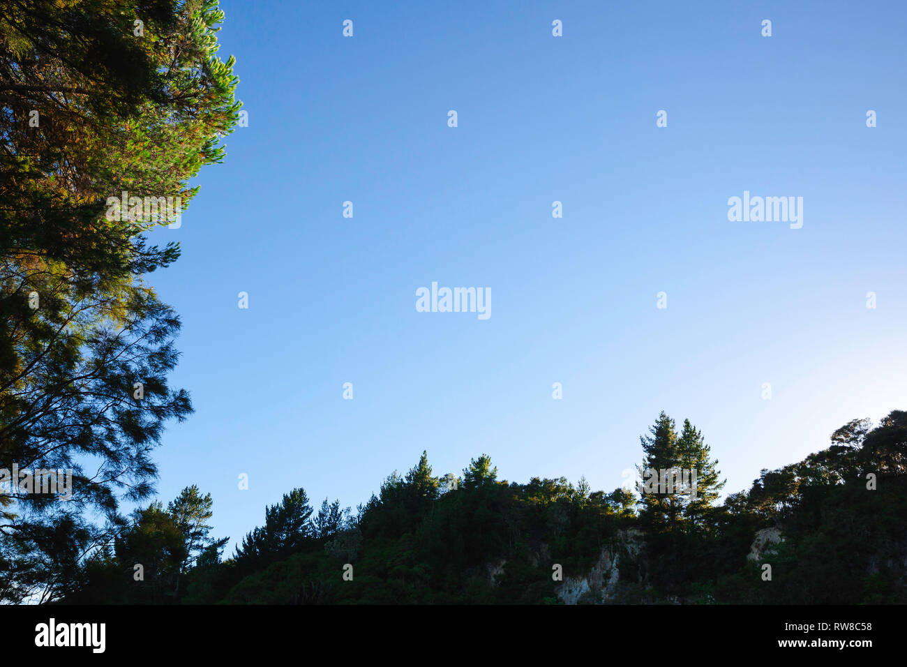 Tall pine tree rises hi-res stock photography and images - Alamy