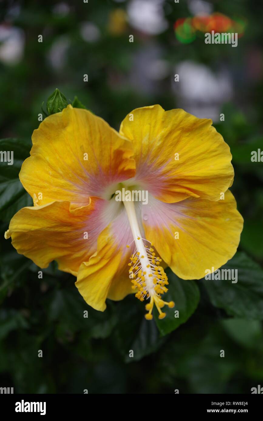 Kelson hi-res stock photography and images - Alamy