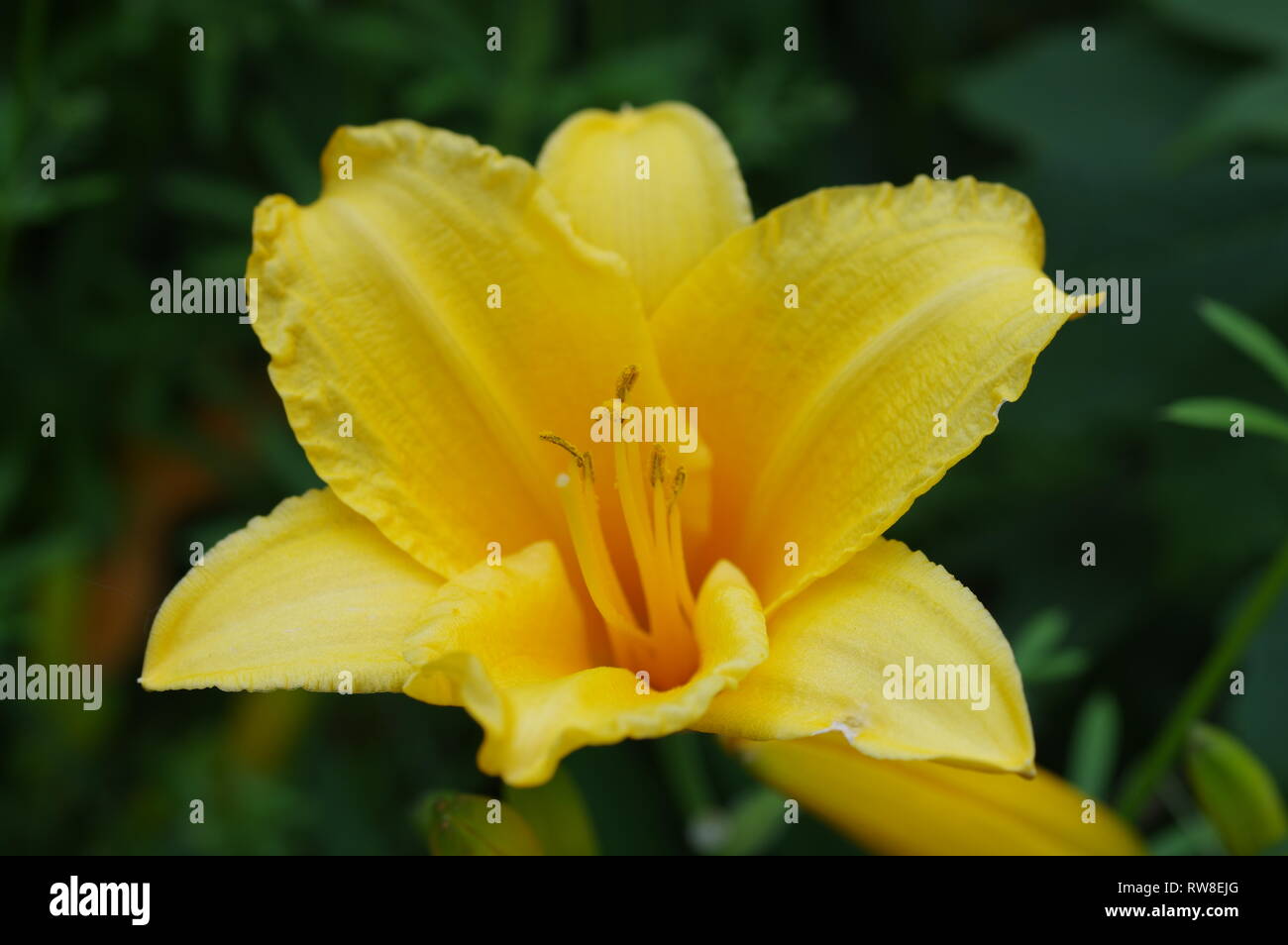 Burns walk hi-res stock photography and images - Alamy