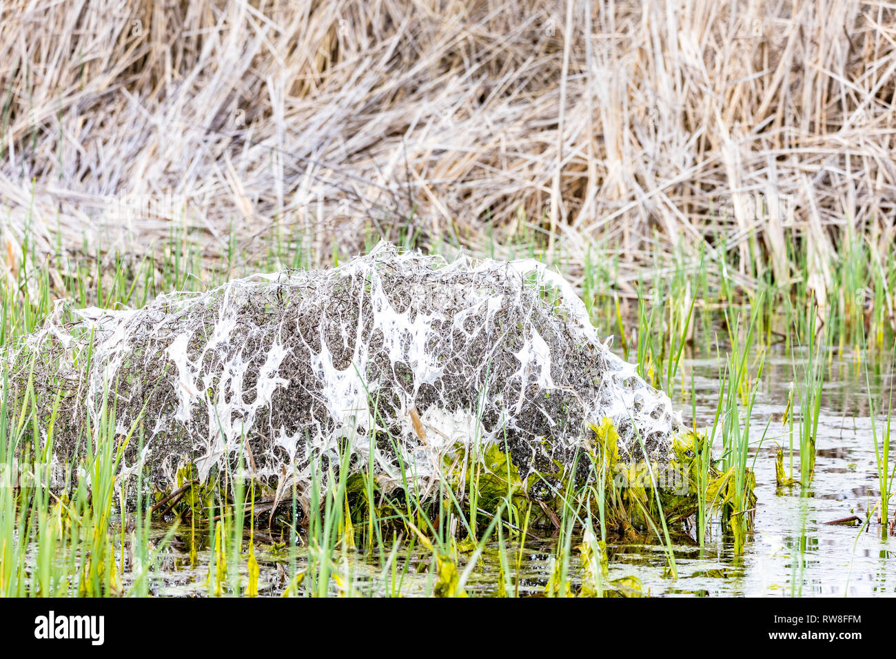 Mycelium cover a dead plant at the San Luis National Wildlife refuge in ...