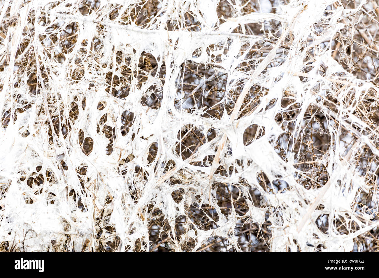 Mycelium cover a dead plant at the San Luis National Wildlife refuge in ...