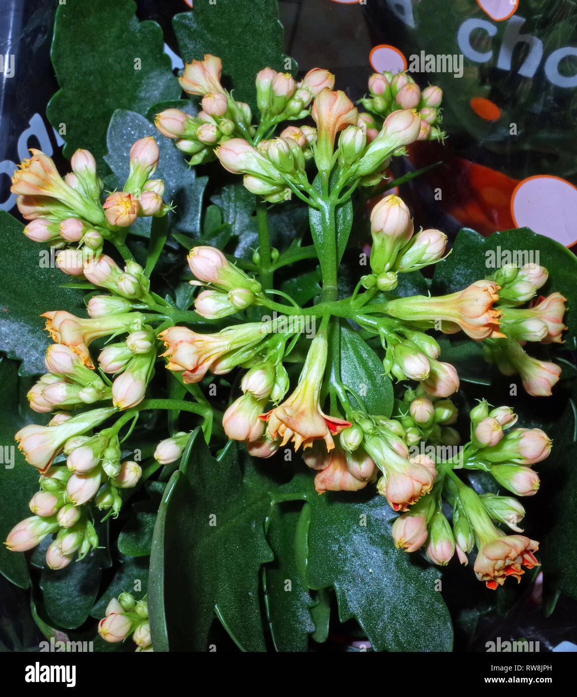 Kalanchoe flowering close-up Stock Photo - Alamy