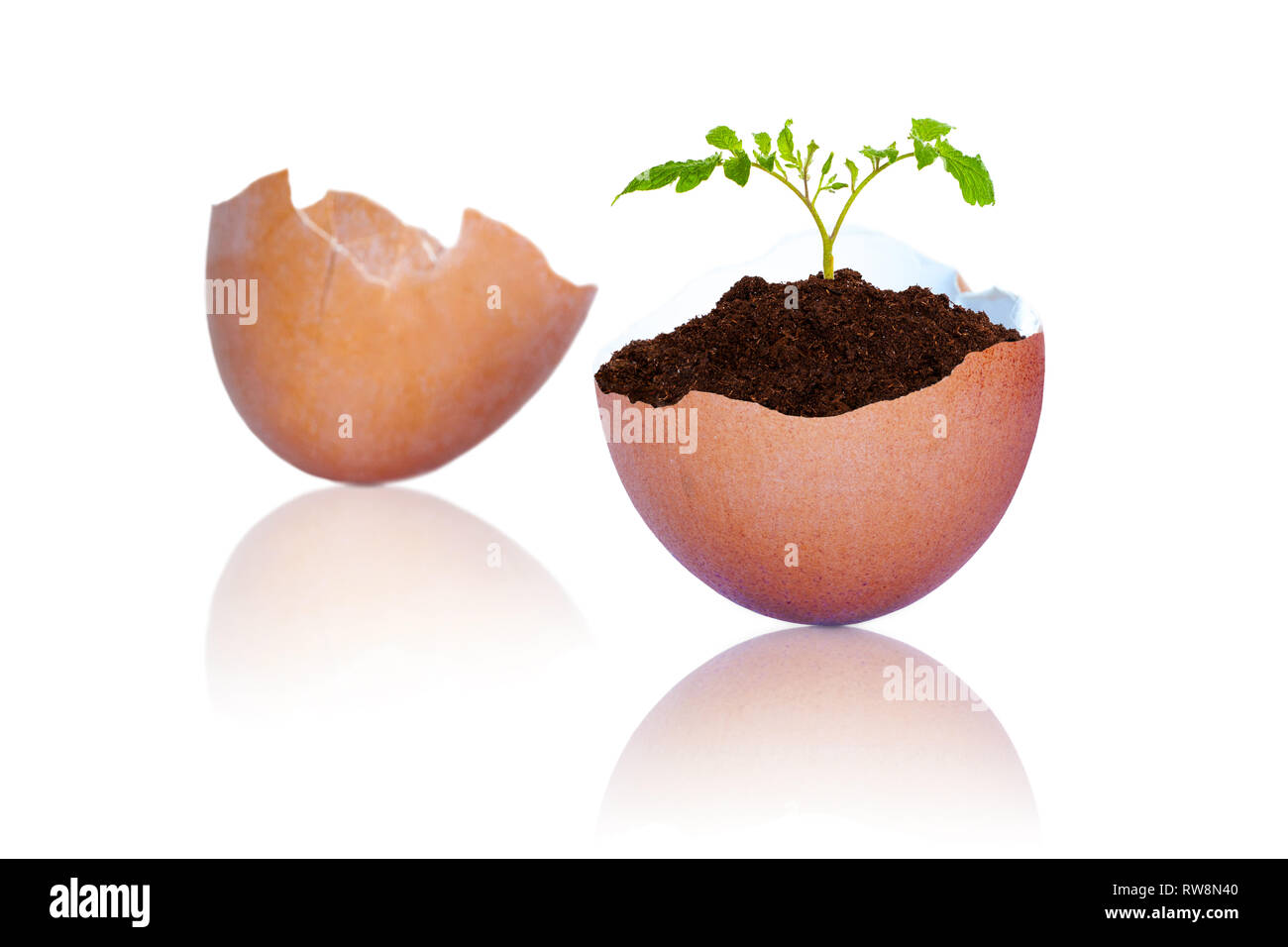 Young plant growing out of cracked brown egg shell isolated on white ...