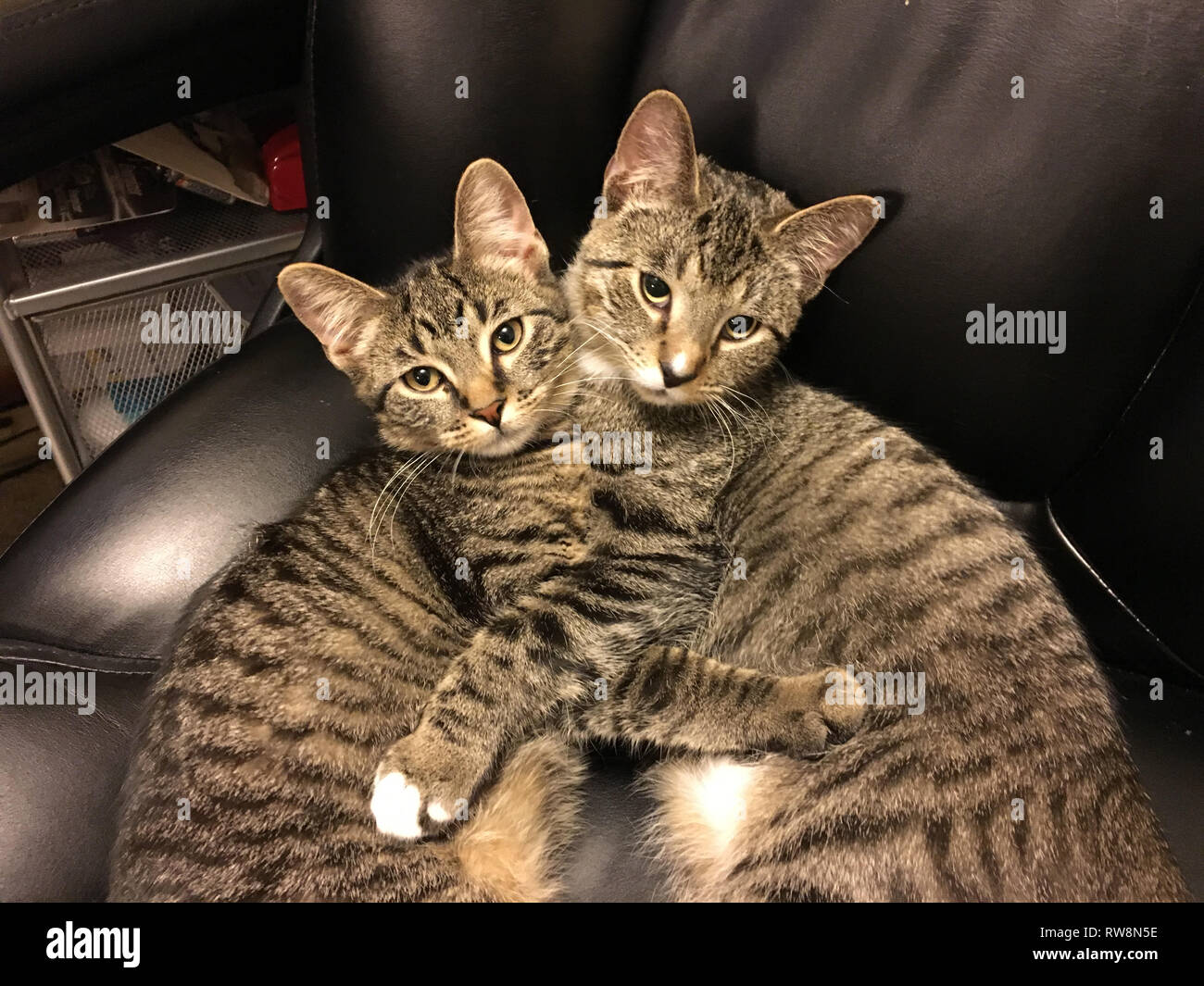 Two grey tabby kittens cuddling together on a black leather chair Stock ...
