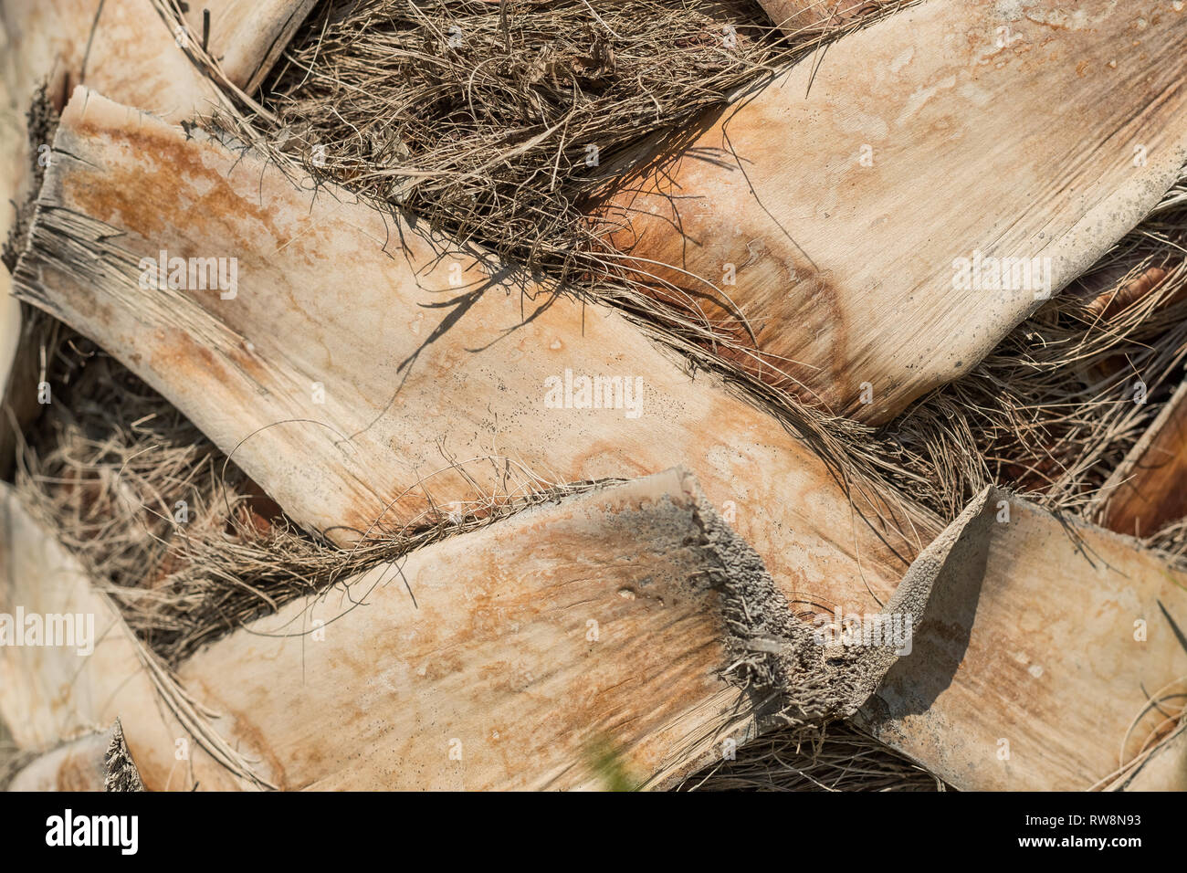 Upper trunk detail of palm tree background texture pattern.Palm tree ... Upper trunk detail of palm tree background texture pattern.Palm tree ...