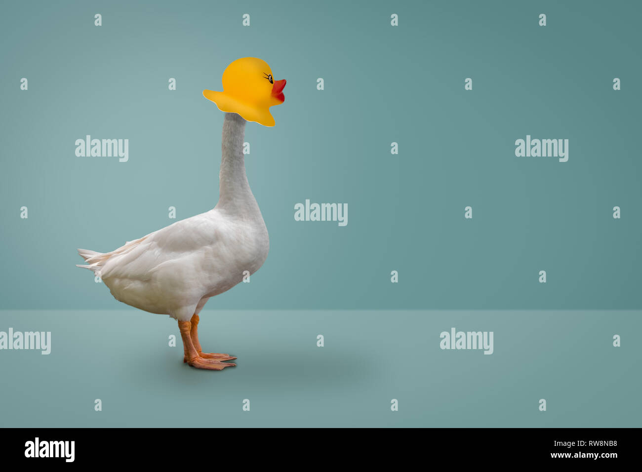 Goose wearing a rubber duck mask on blue pastel background minimal ...