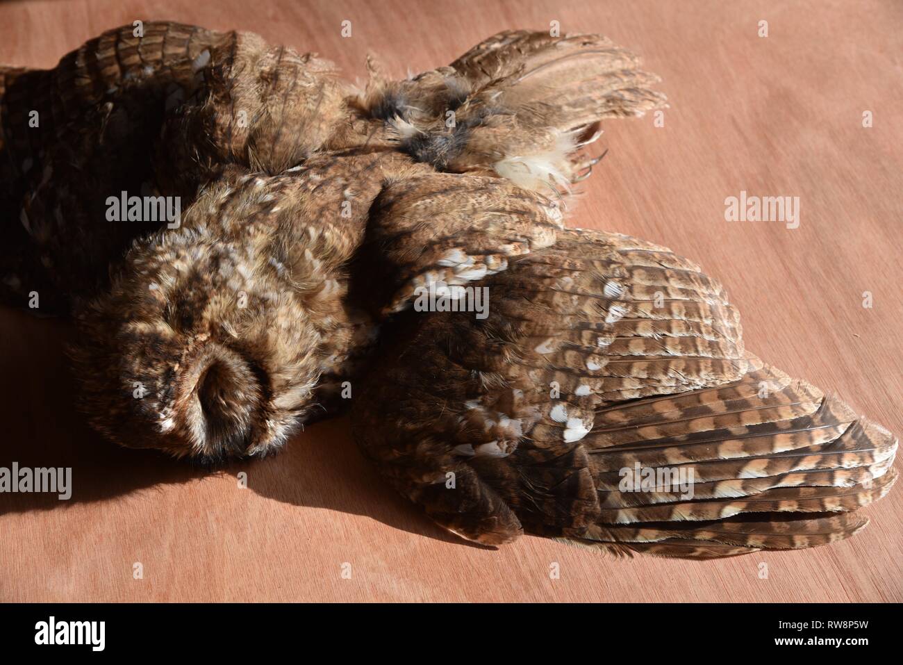 Tawny Owl, or Brown Owl (Strix aluco): a dead individual bird isolated ...