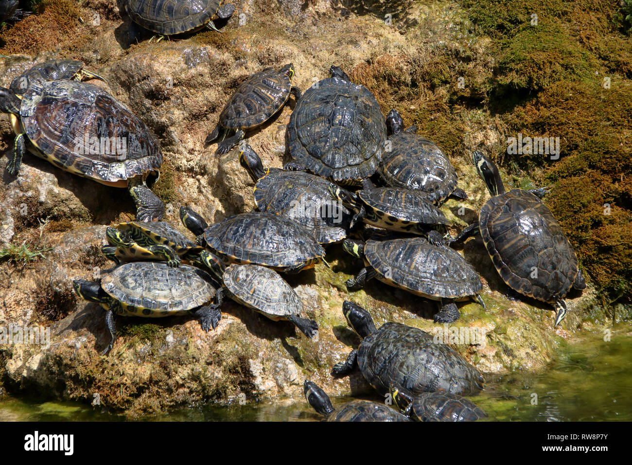 Aquatic fauna hi-res stock photography and images - Alamy
