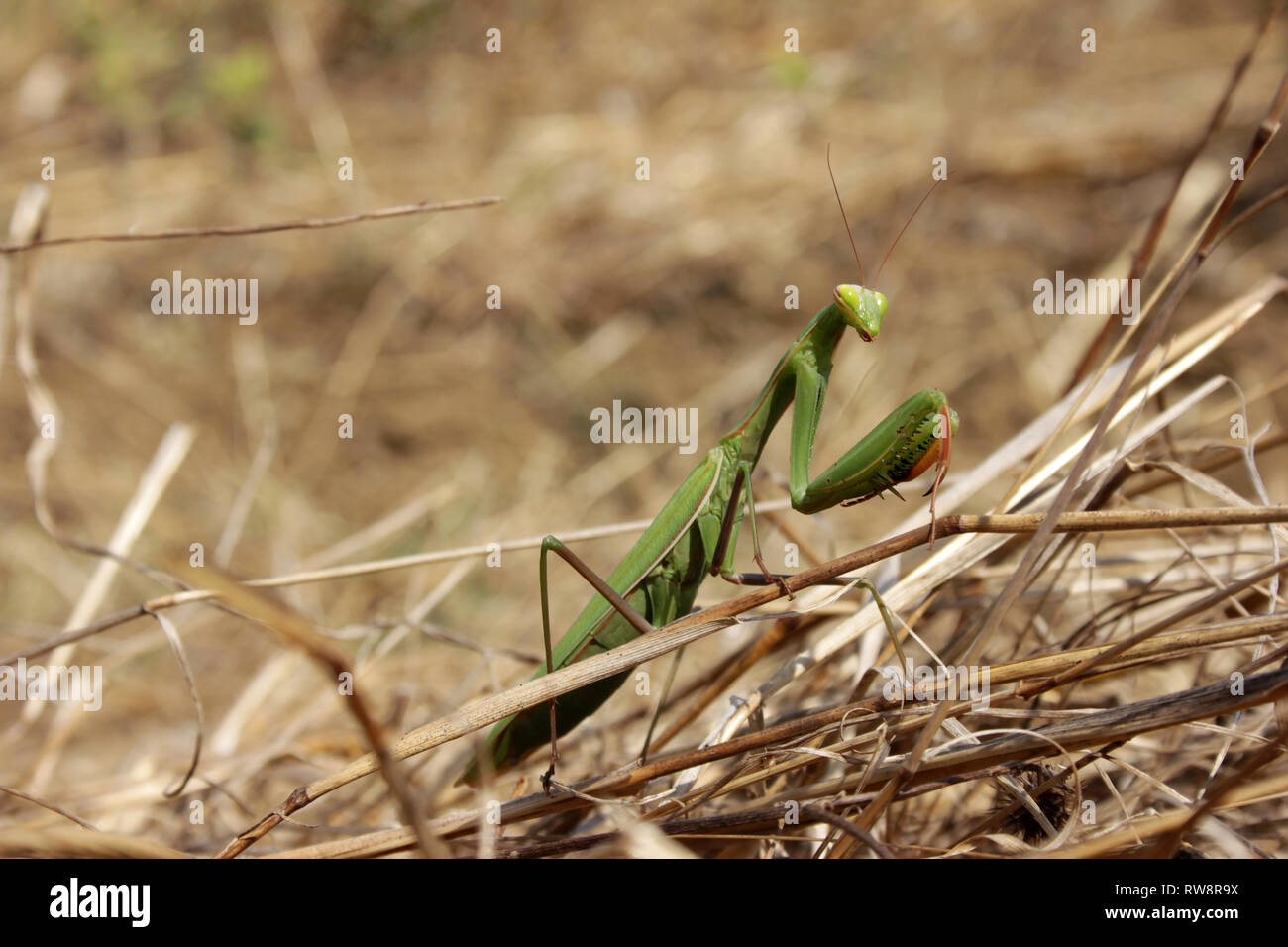 Friendly mantis hi-res stock photography and images - Alamy