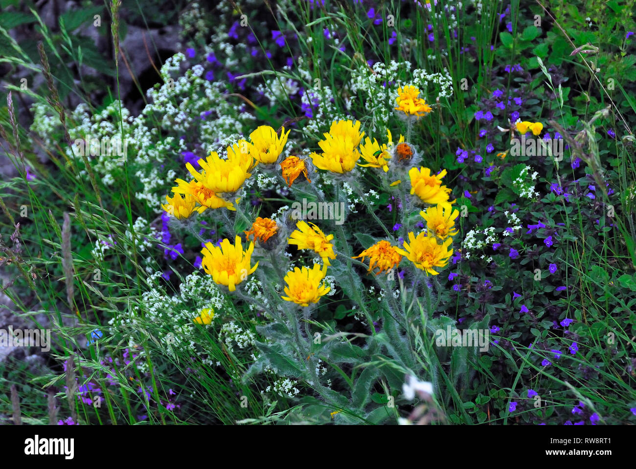Glebionis genus hi-res stock photography and images - Alamy