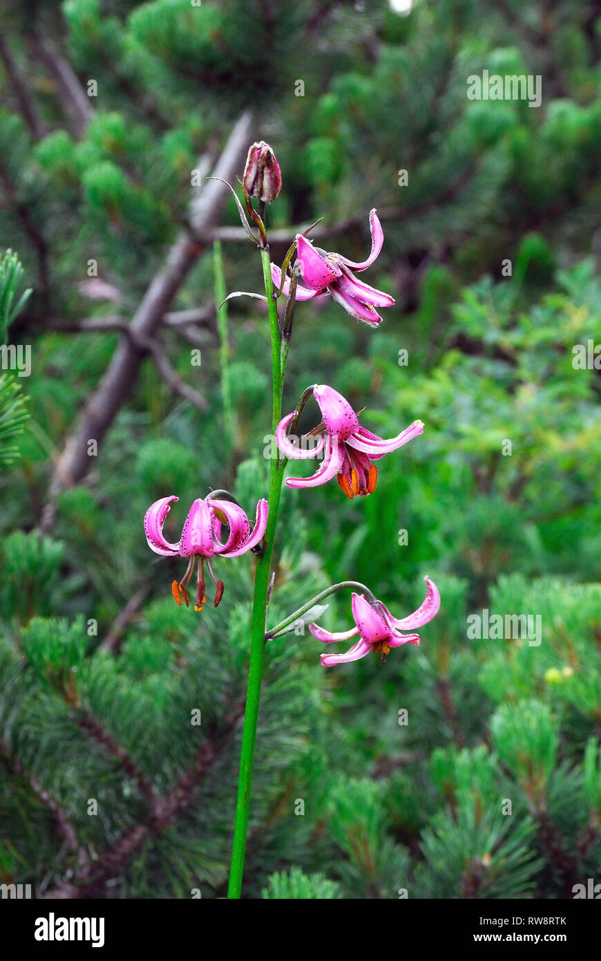 Mount Kleiner Pal, Carnic Alps, Italian Austrian border. Martagon lily ...