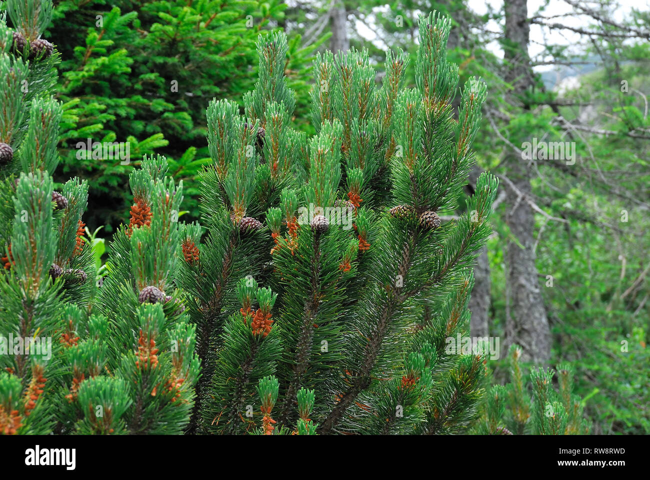 Carnic apls hi-res stock photography and images - Alamy
